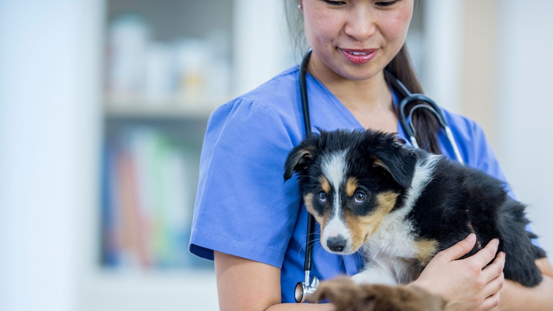 Tulsa, OK 74104 Veterinary Services | STATVet Animal Urgent Care