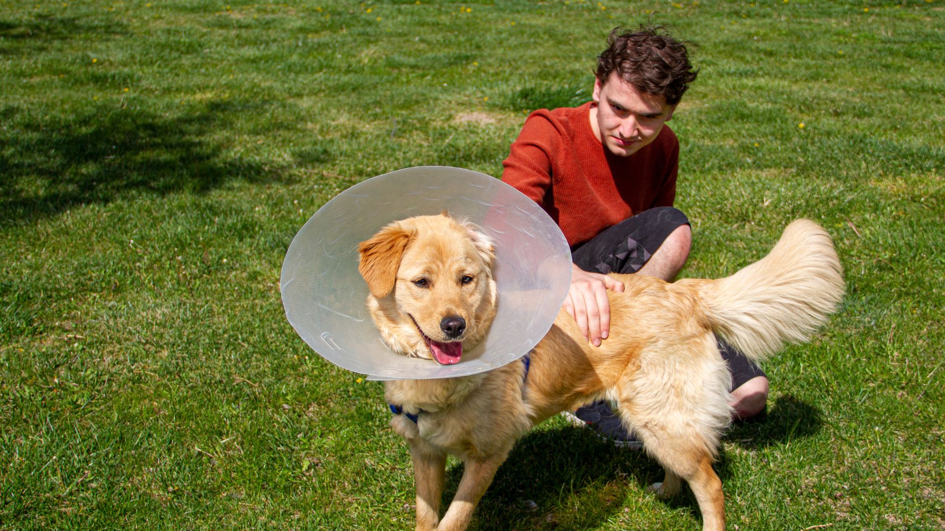 Pet Emergency Surgery In Tulsa, OK | STATVet Animal Urgent Care