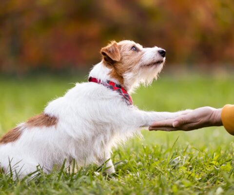What Are Common Signs Of An UTI In A Dog And When Should You Seek ...